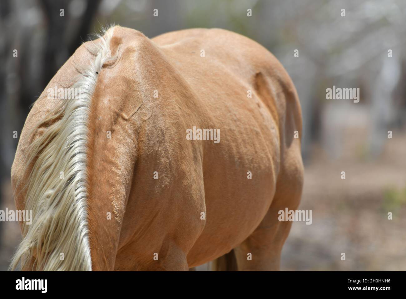 Pretty palomino brumbies australia hi-res stock photography and images ...
