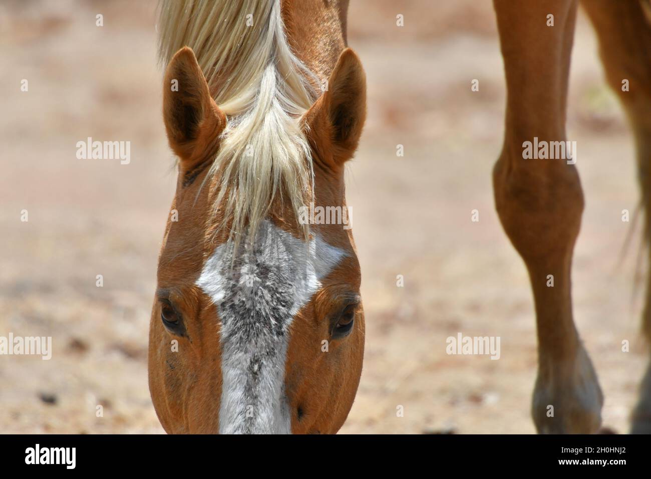 Palomino brumbies horses hi-res stock photography and images - Alamy