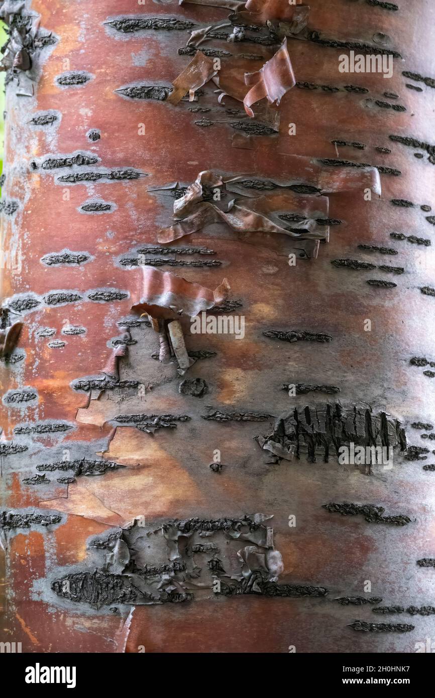 Prunus padus, bird cherry, hackberry, hagberry, Mayday tree golden bark ...