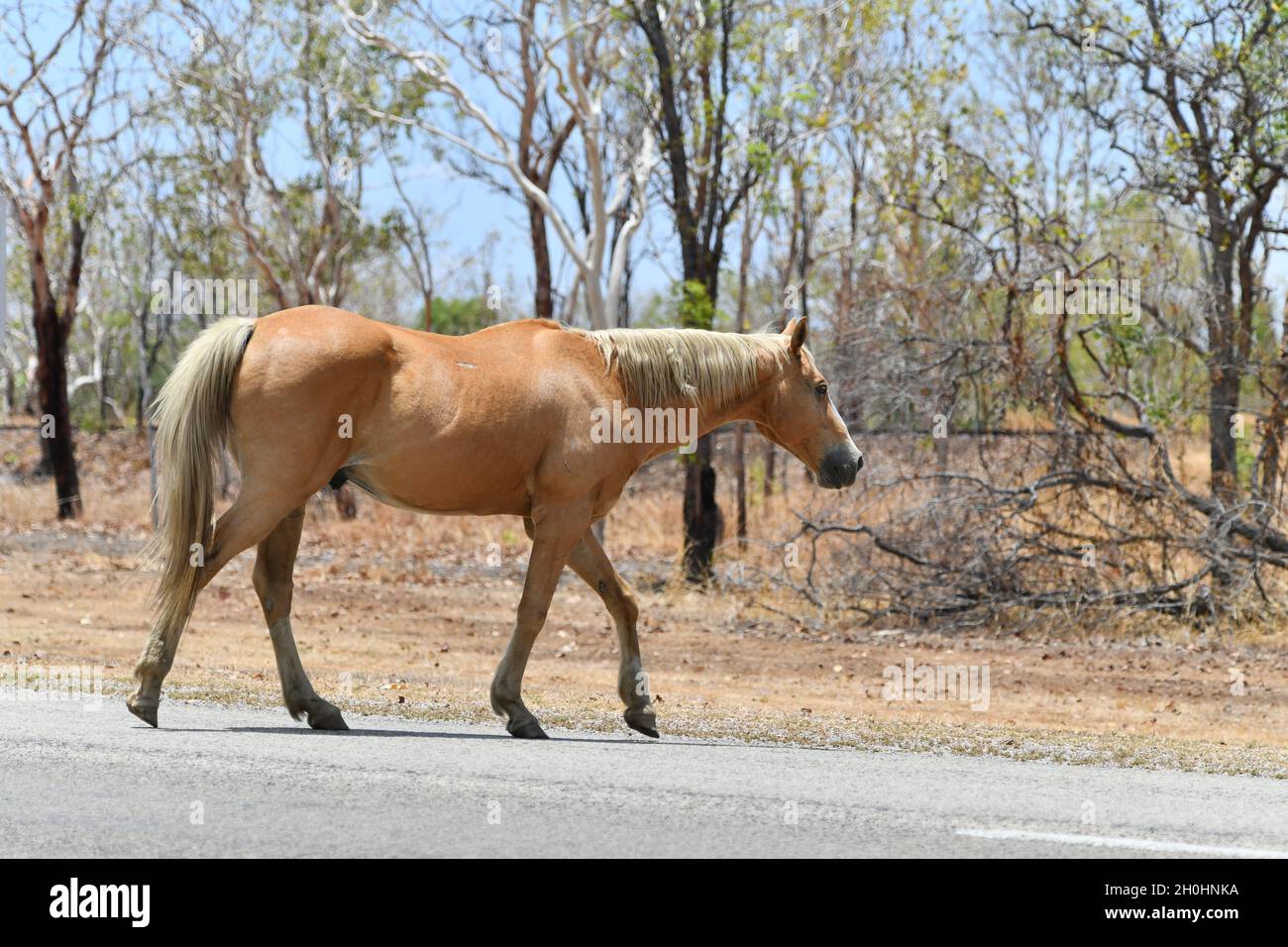 Pretty palomino brumbies australia hi-res stock photography and images ...