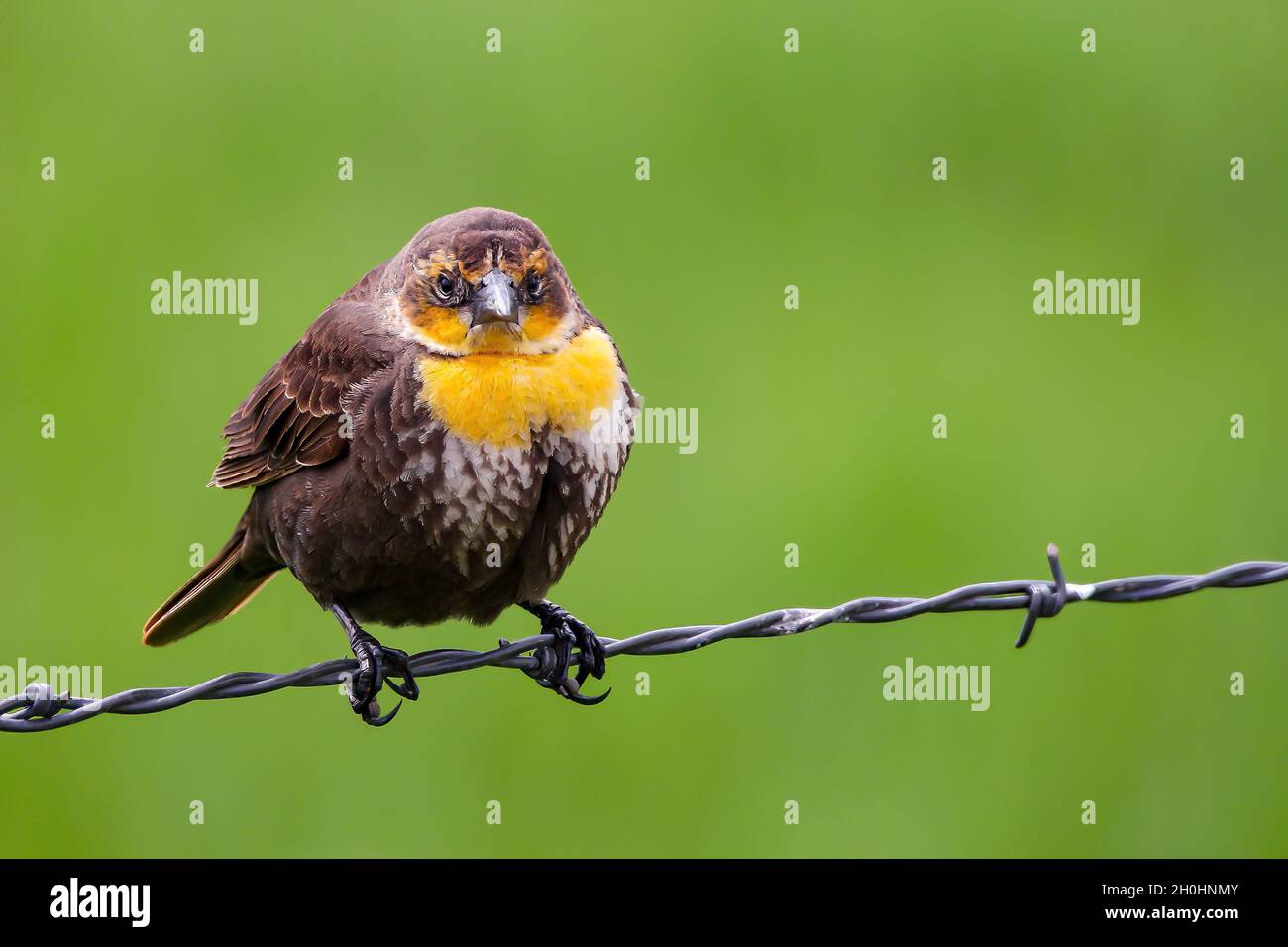 Closeup of yellow-headed blackbird perching on barbed wire Stock Photo ...