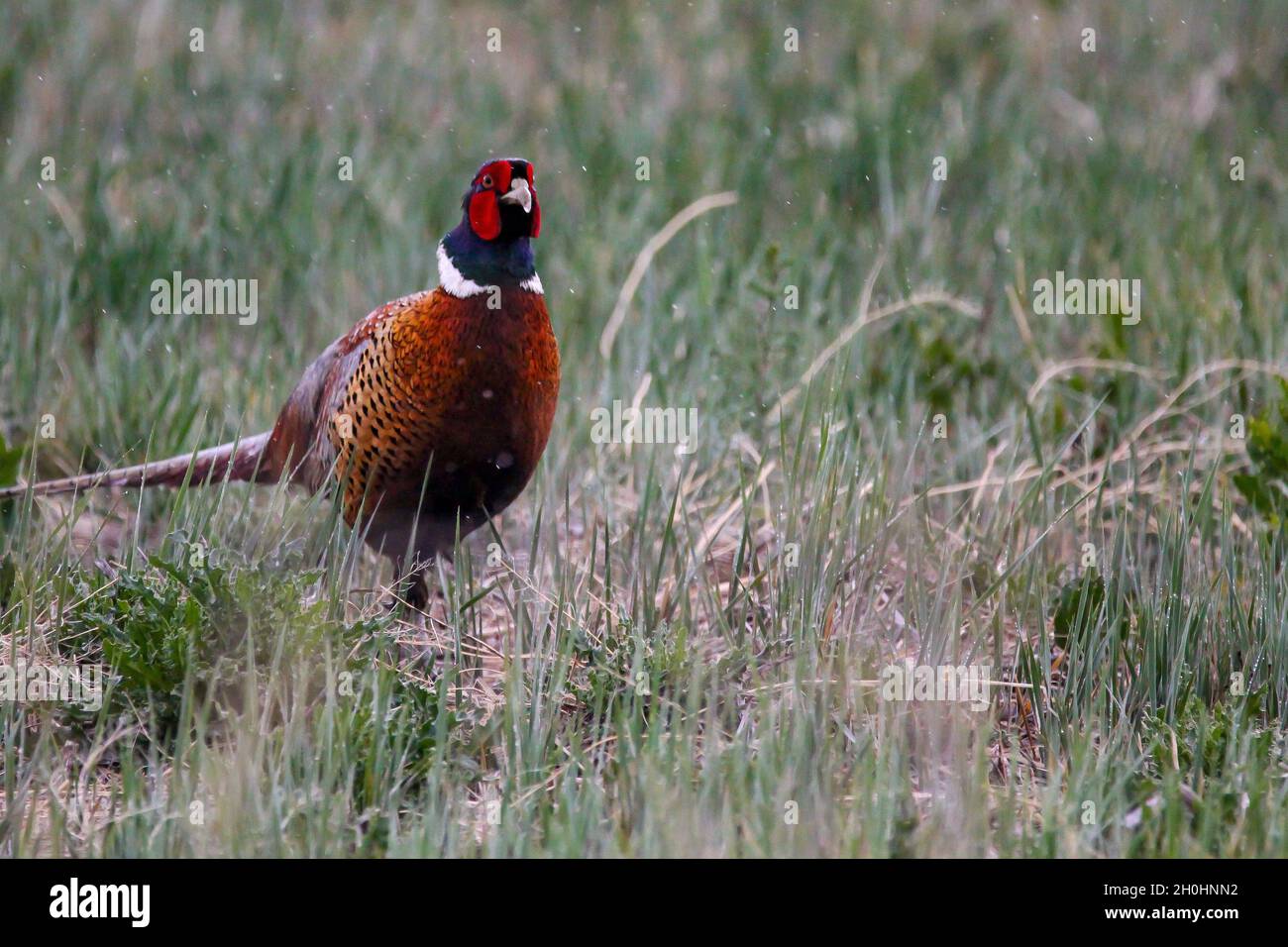 Ring-necked Pheasant in the meadow Stock Photo - Alamy