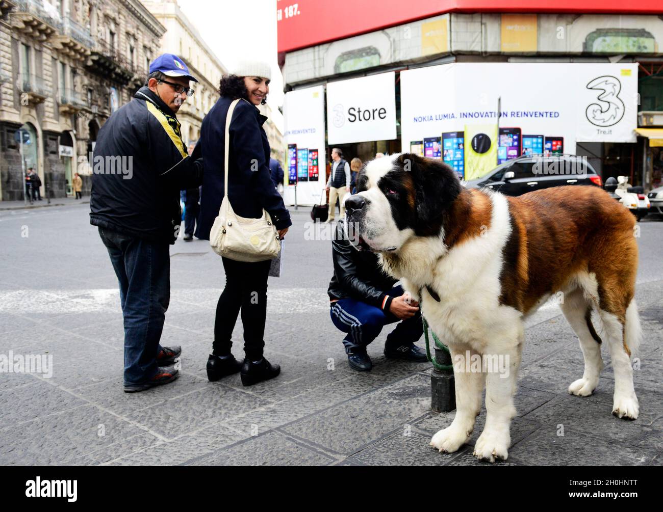 Dog sicily hi-res stock photography and images - Alamy