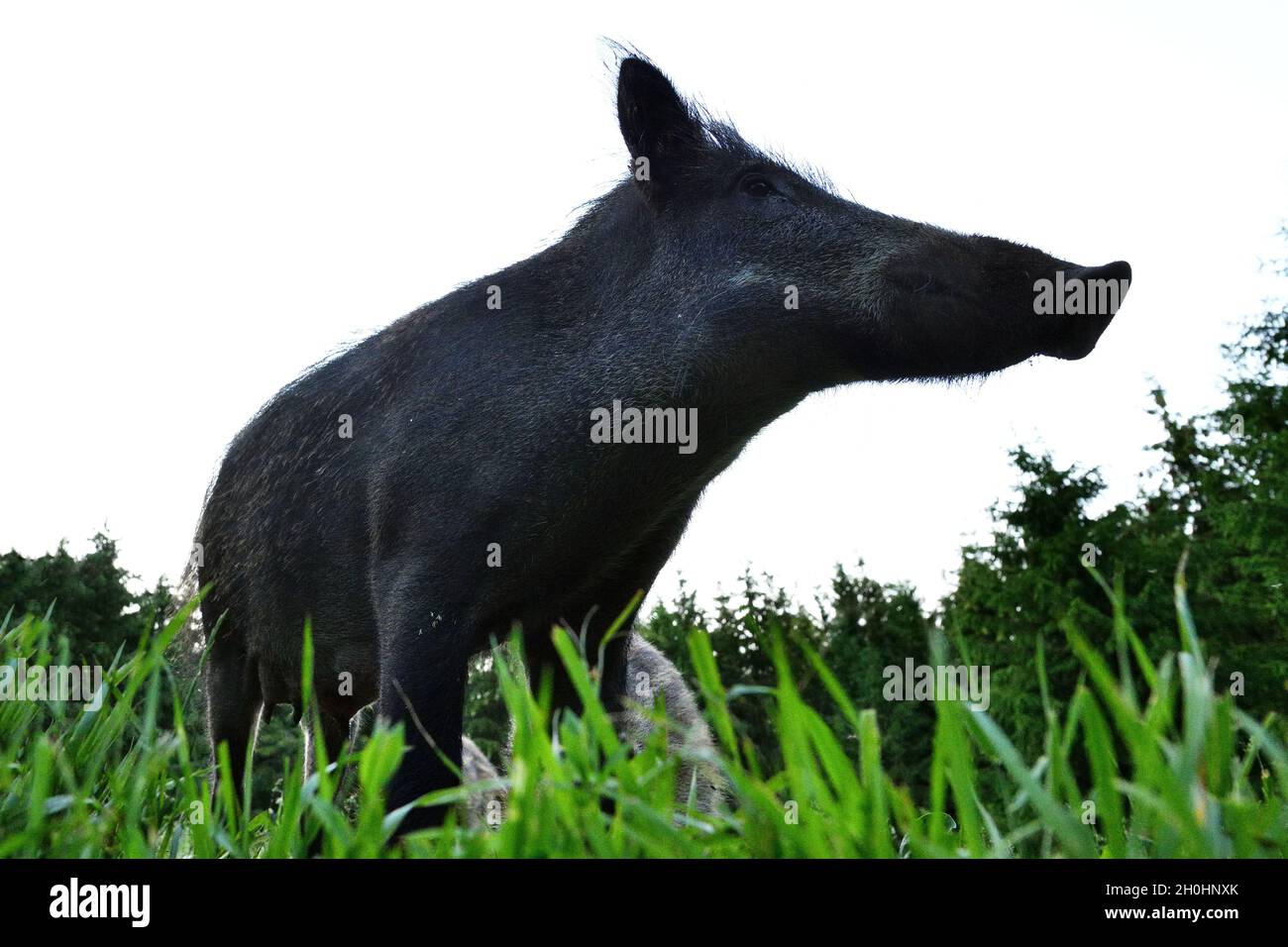 Wild boar contour in forest background, wide angle view of the wild ...