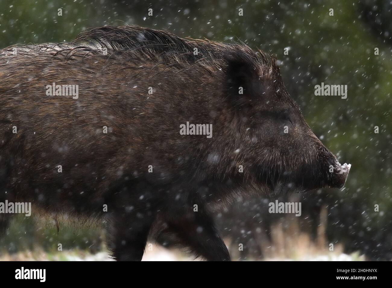 Wild boar portrait in snowfall Stock Photo - Alamy