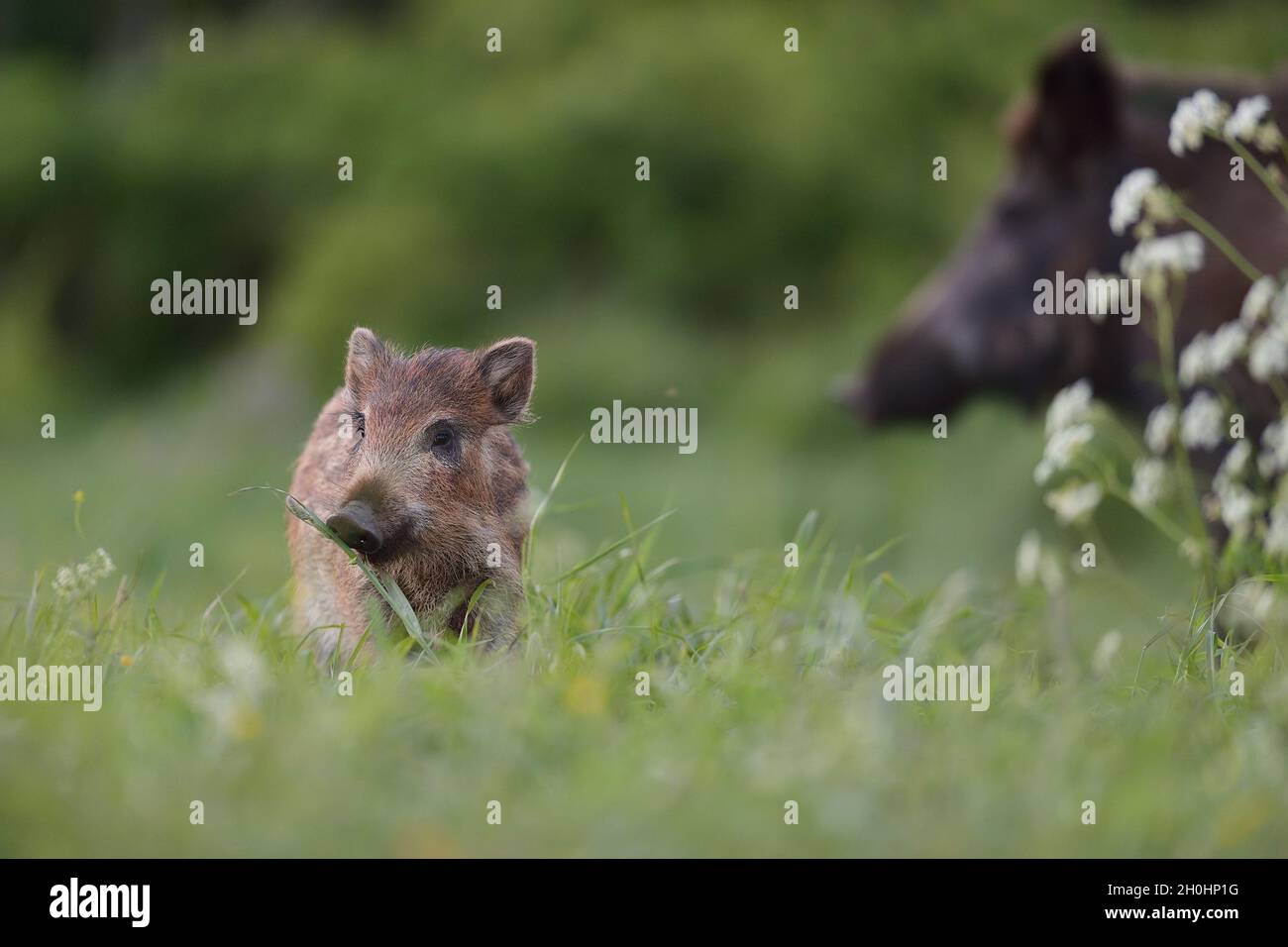 Wild boar piglet. Small wild boar. Young wild boar Stock Photo - Alamy