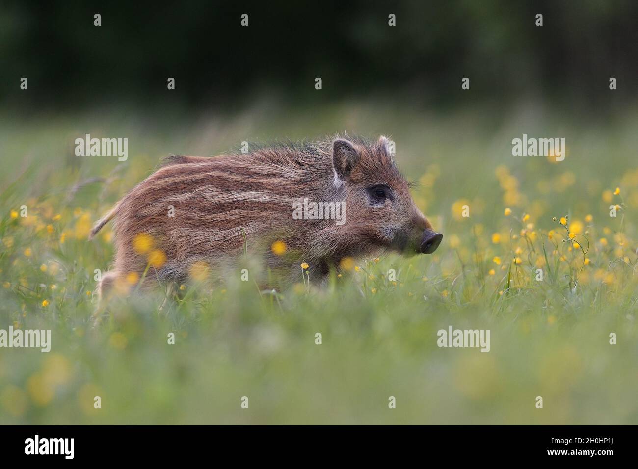 Piglet cute flowers hi-res stock photography and images - Alamy
