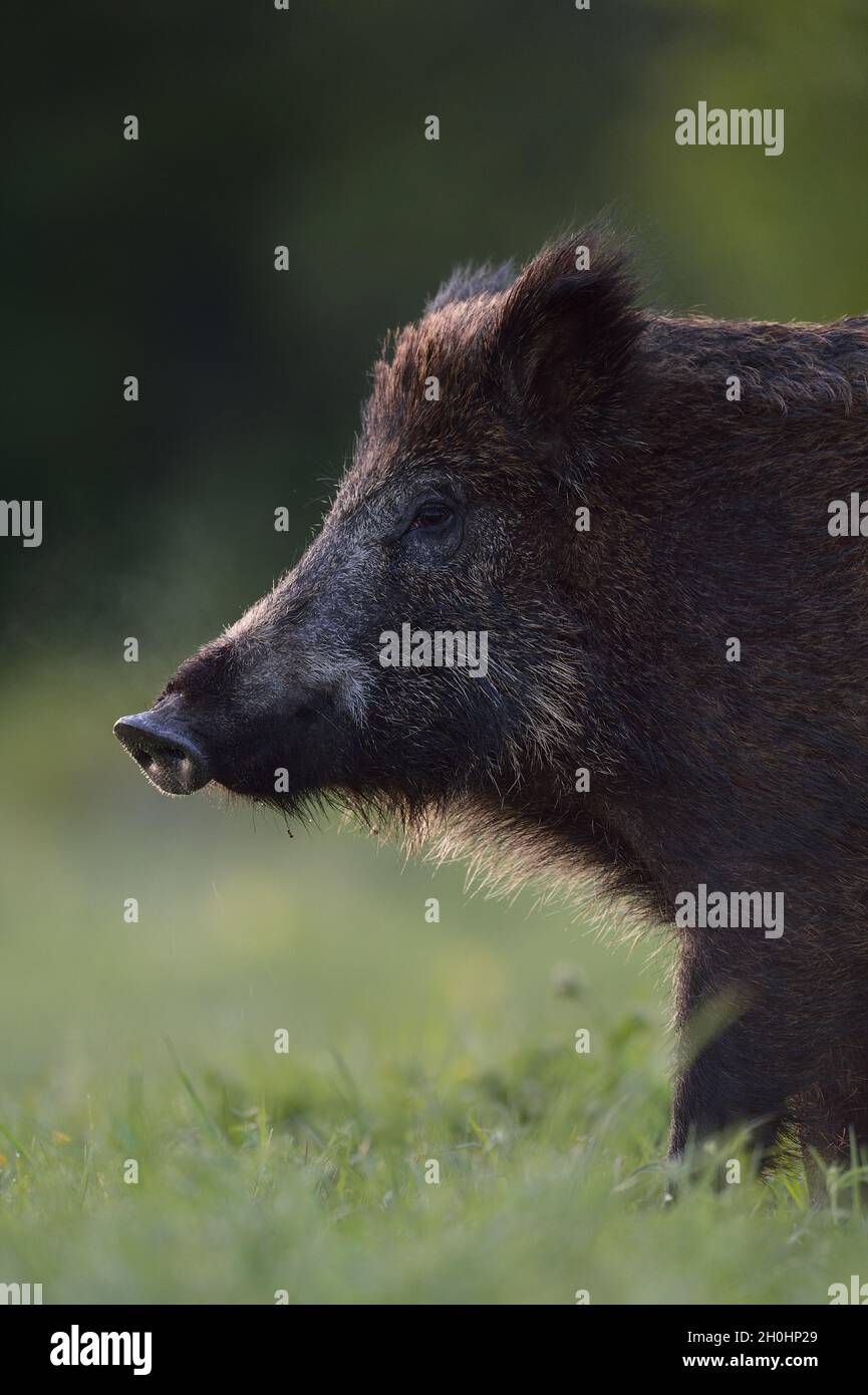 Wild boar portrait at summer Stock Photo - Alamy