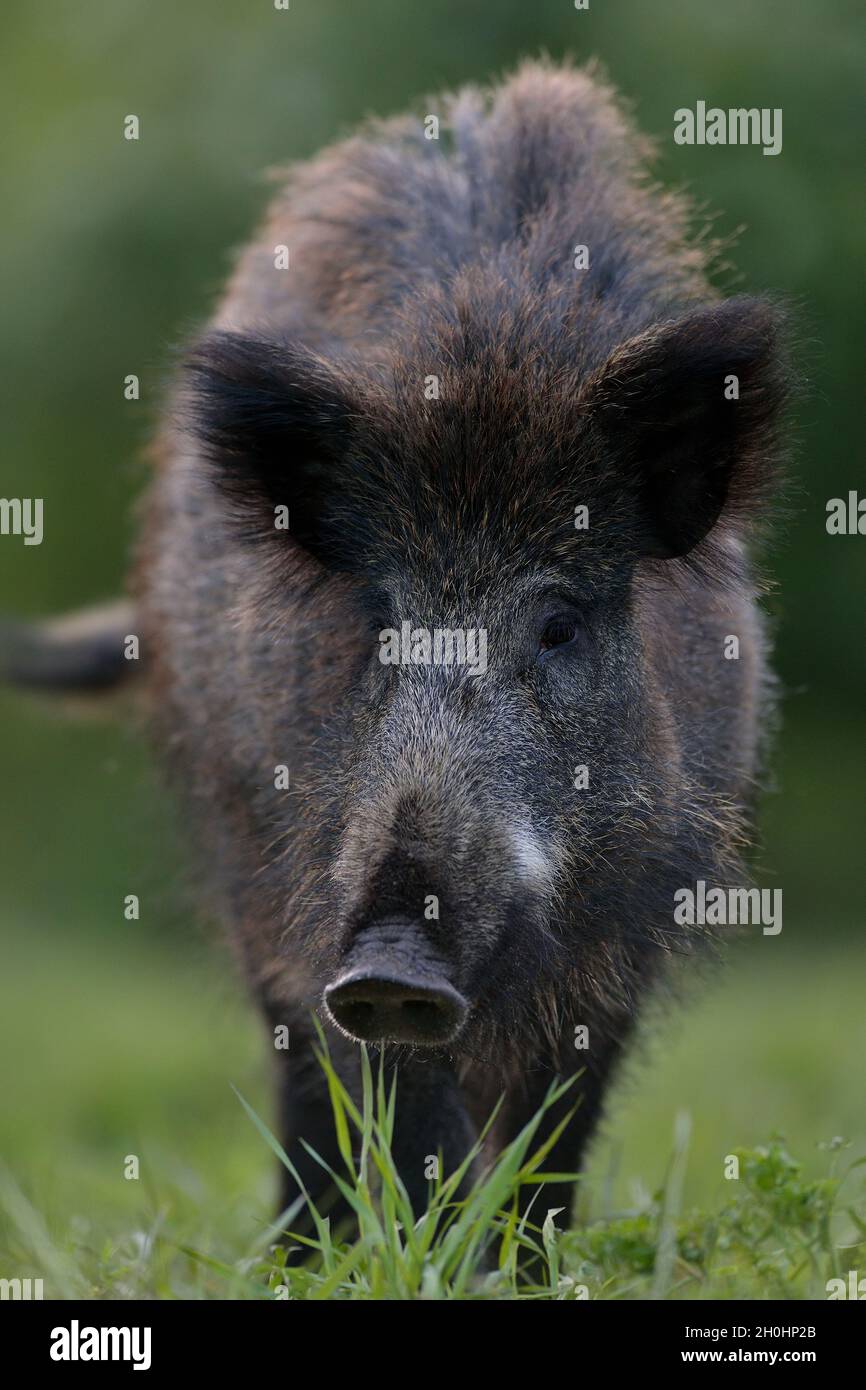 wild boar portrait Stock Photo - Alamy