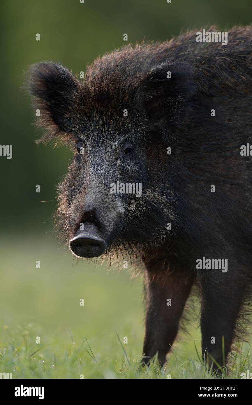 wild boar face. wild boar portrait Stock Photo - Alamy