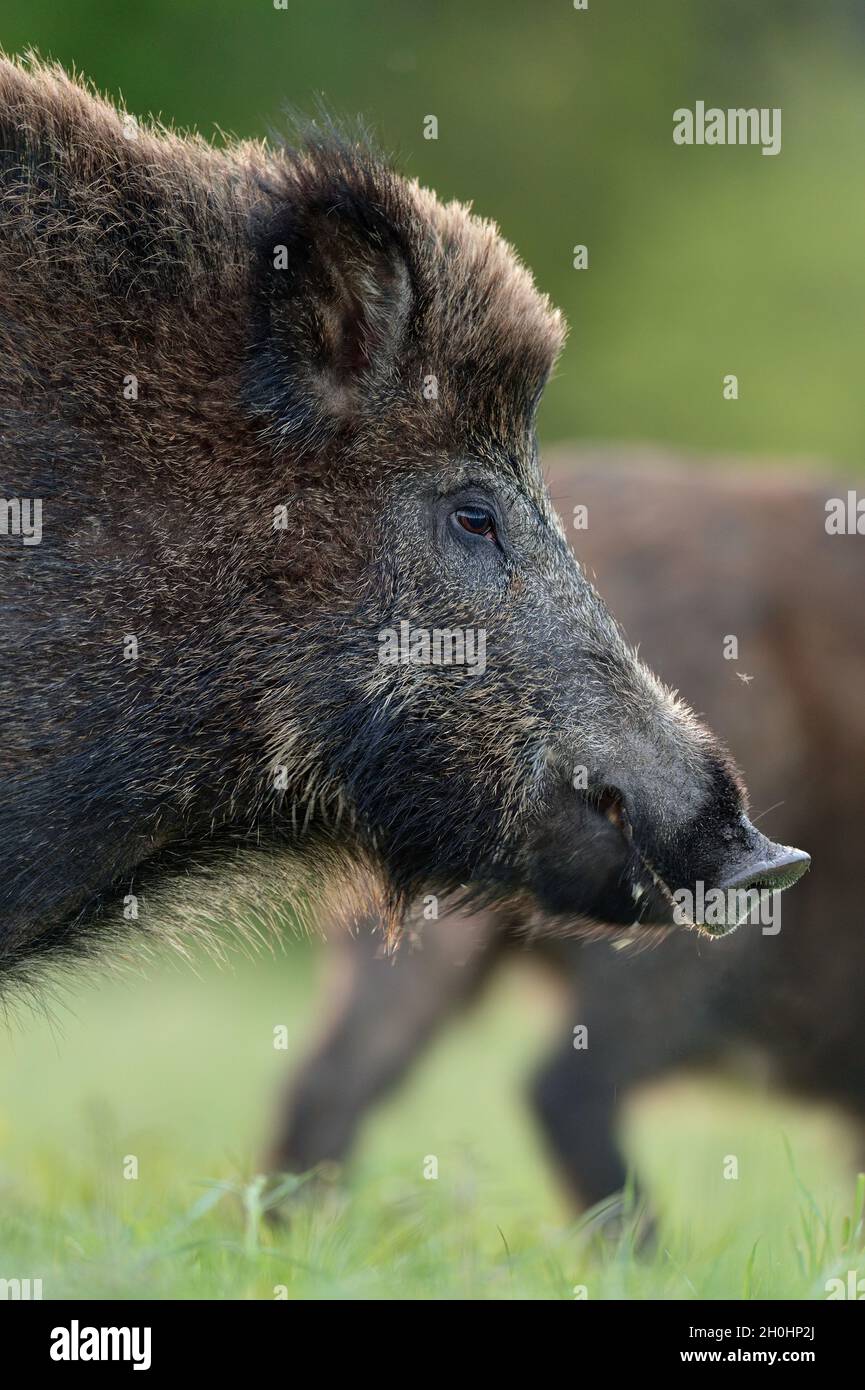 wild boar portrait Stock Photo - Alamy