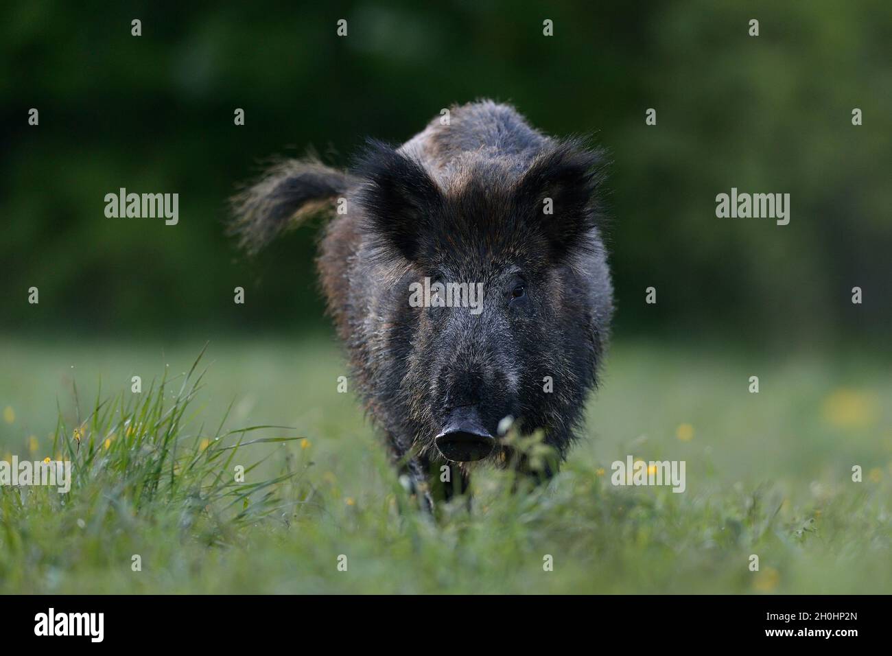 African wild boar hi-res stock photography and images - Alamy