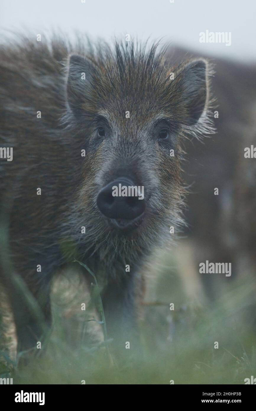 Wild boar squeaker hi-res stock photography and images - Alamy
