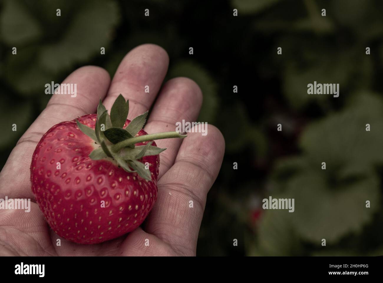 The strawberry in a man palm in a garden, Fresh organic strawberries ...