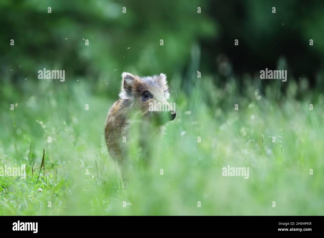 Wild boar piglet Stock Photo - Alamy