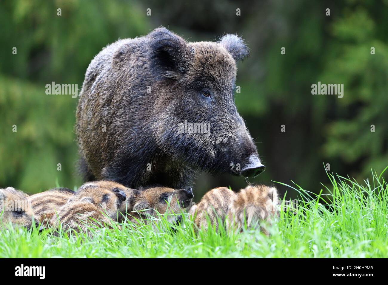 Wild boar with piglets closeup Stock Photo - Alamy
