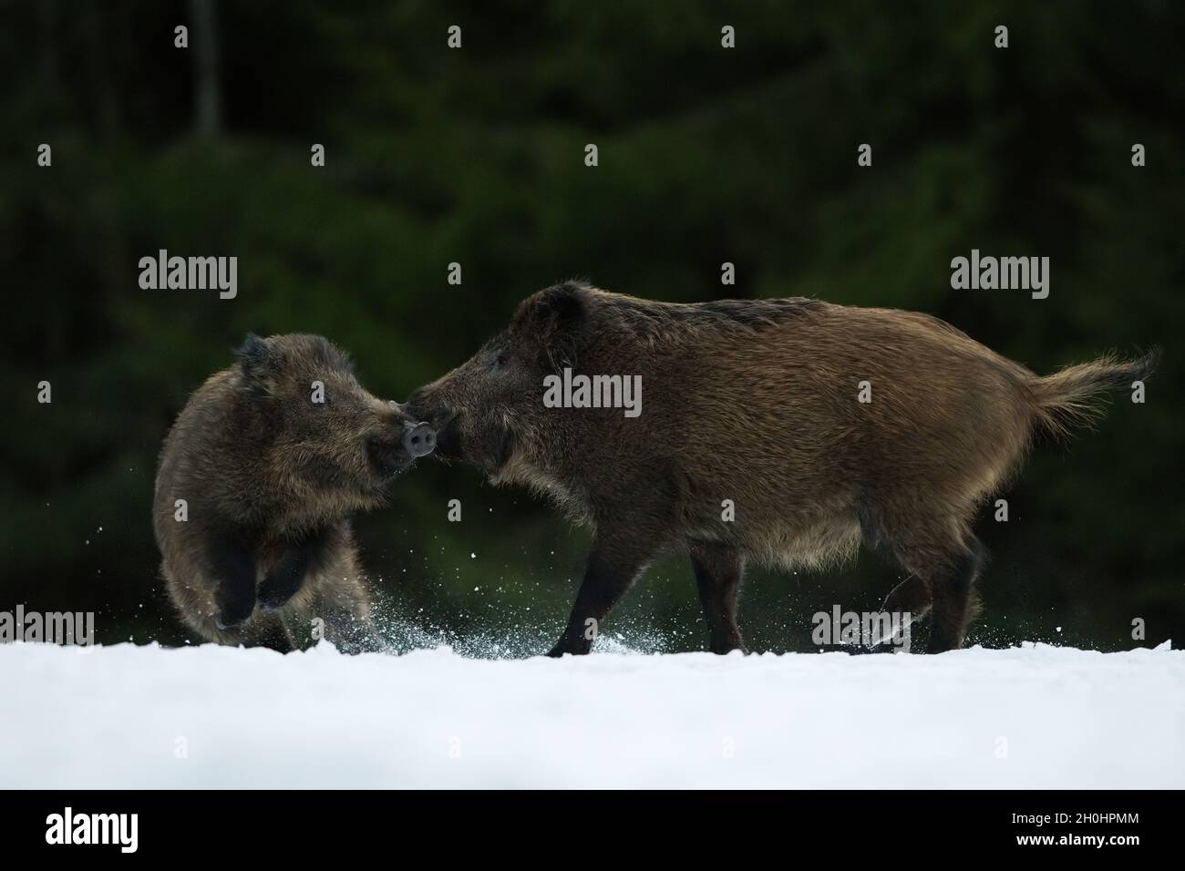 Pig fight hi-res stock photography and images - Alamy