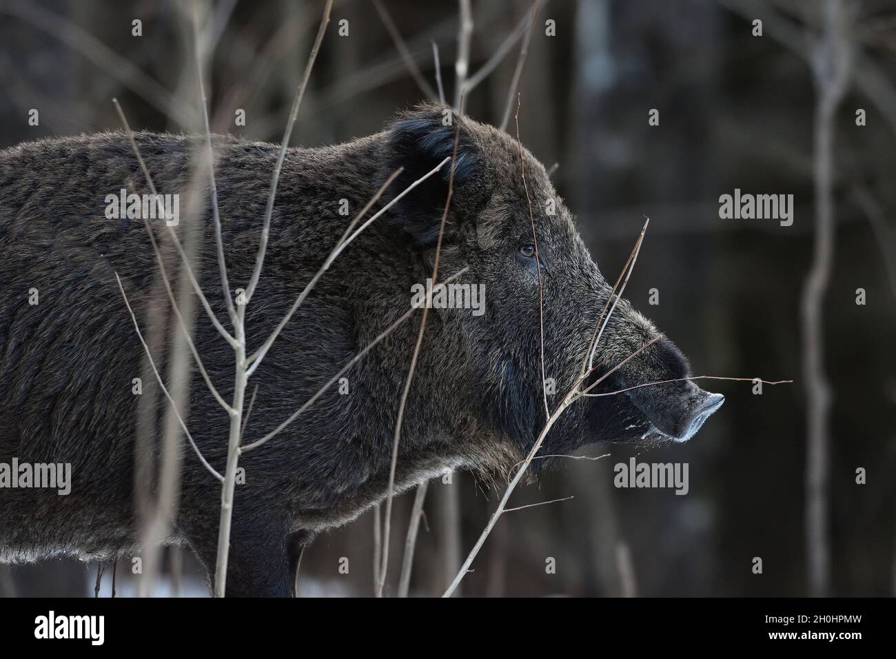 Wild boar portrait in the forest Stock Photo - Alamy
