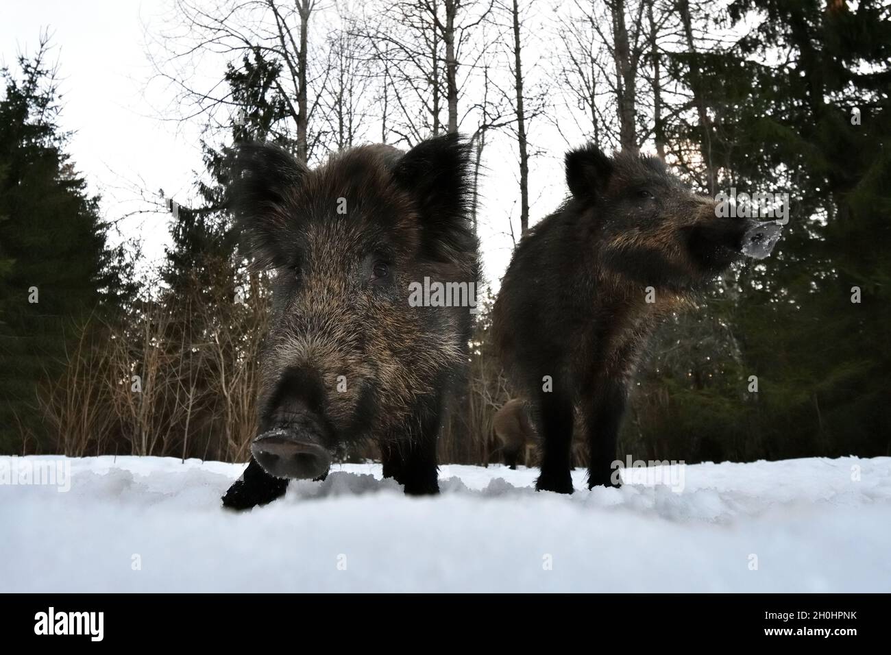 Wild boars in the woods, wide-angle view Stock Photo - Alamy