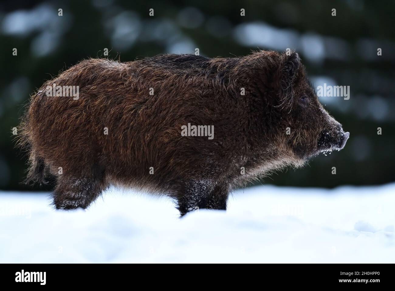 Wild boar sus scrofa in snowy forest hi-res stock photography and ...
