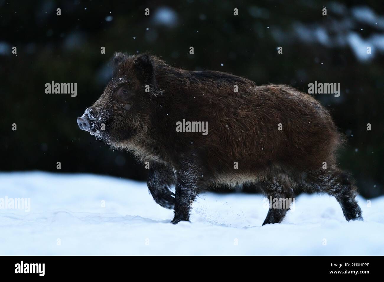 Wild boar walking on snow in winter Stock Photo - Alamy