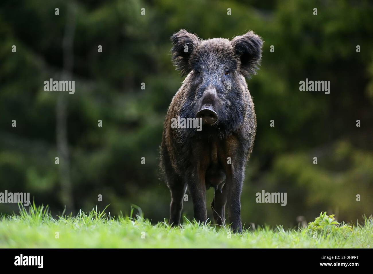 wild boar in the forest meadow at summer Stock Photo - Alamy