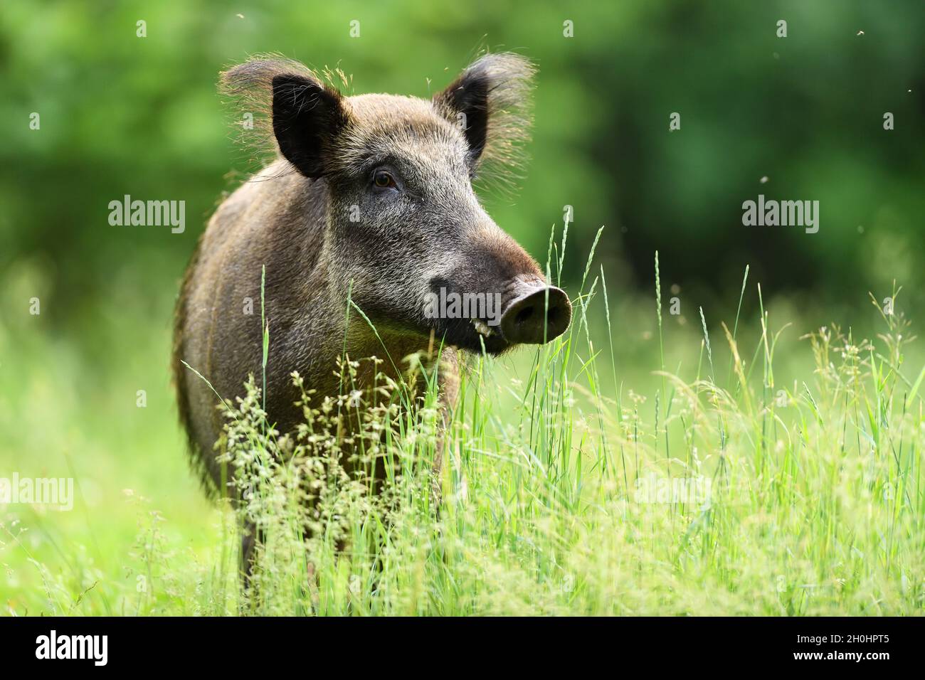 wild boar in the forest at summer Stock Photo - Alamy