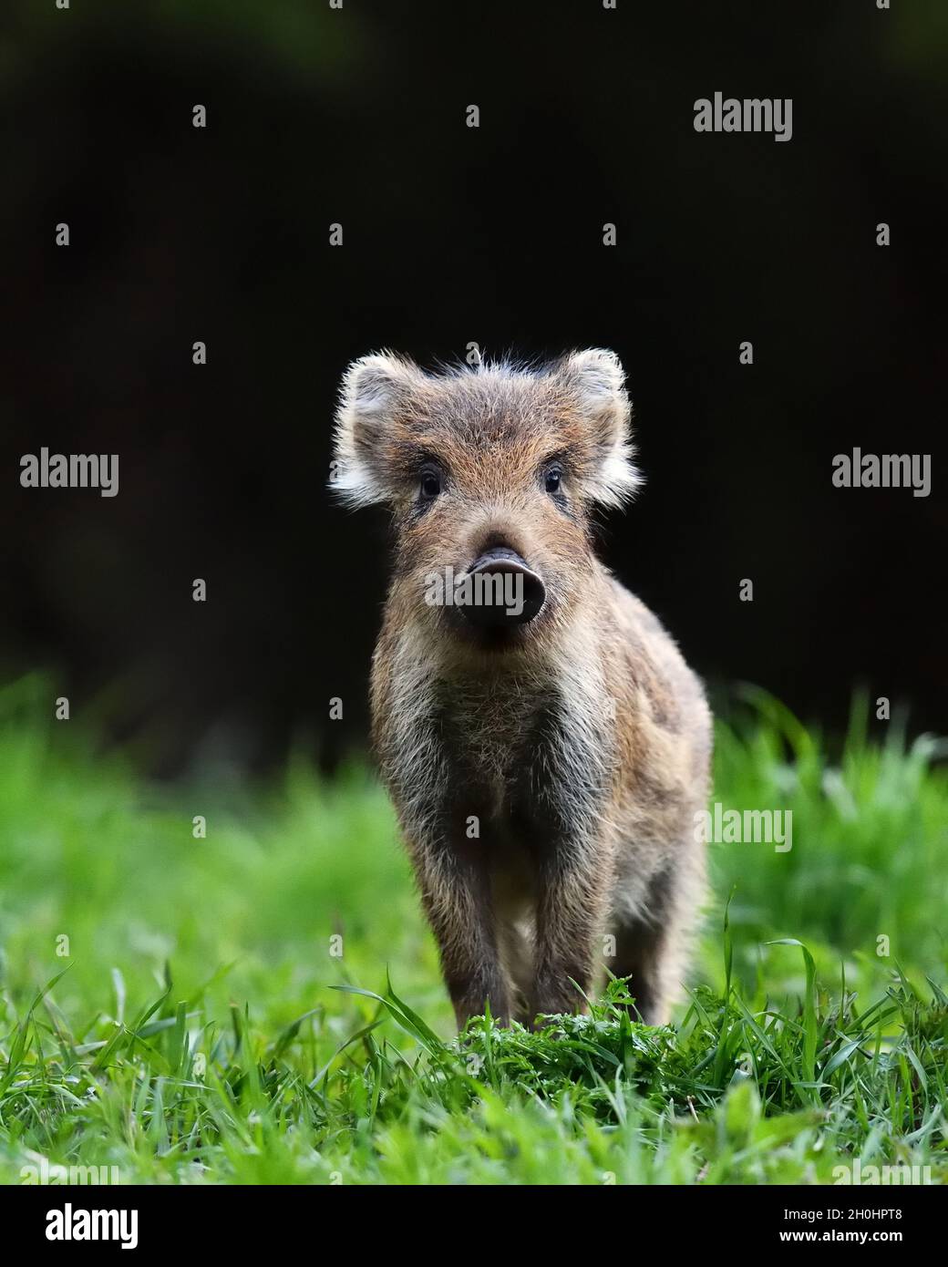 wild boar piglet in the black background Stock Photo - Alamy
