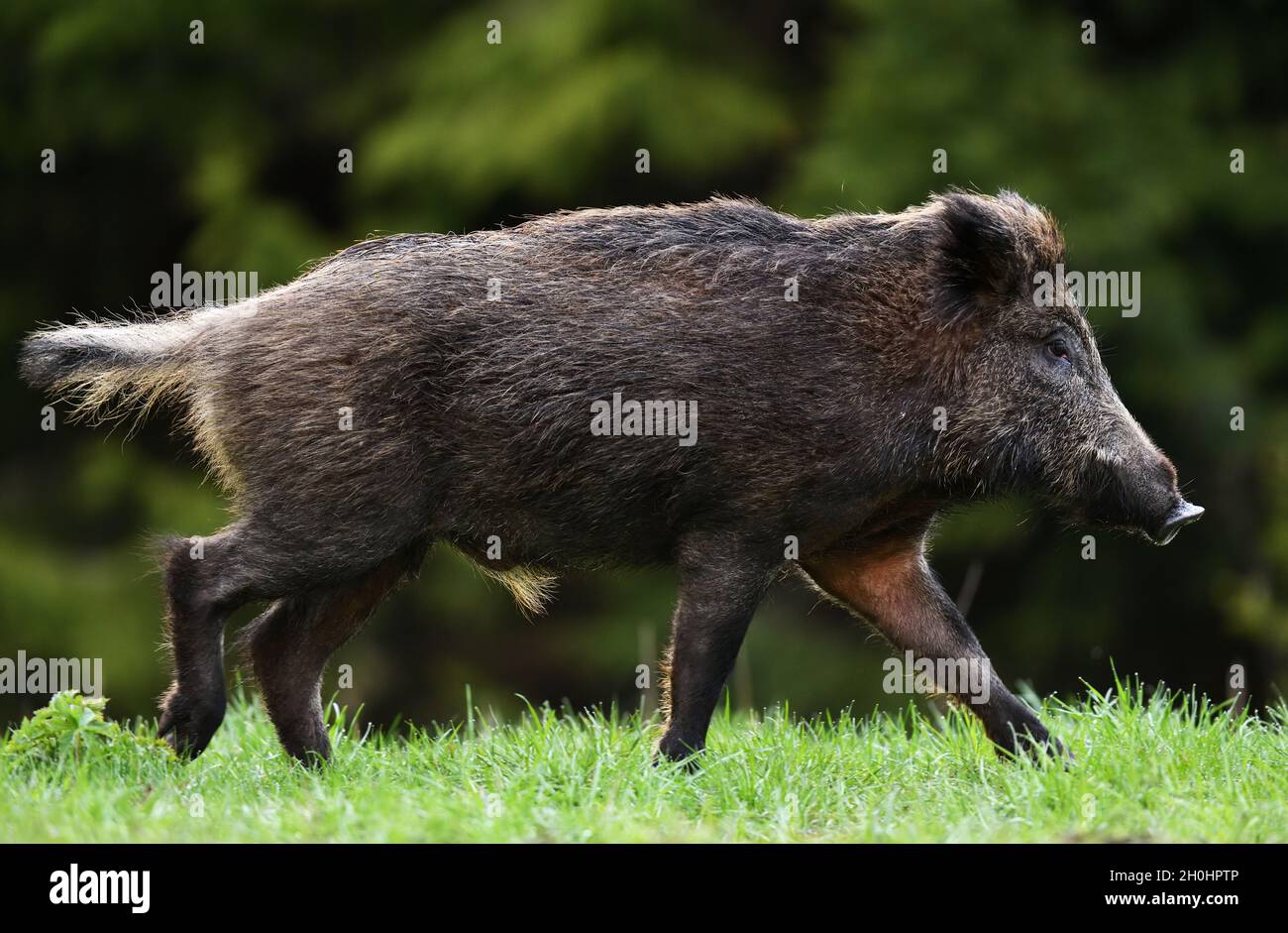 Male wild boar walking in the forest Stock Photo - Alamy