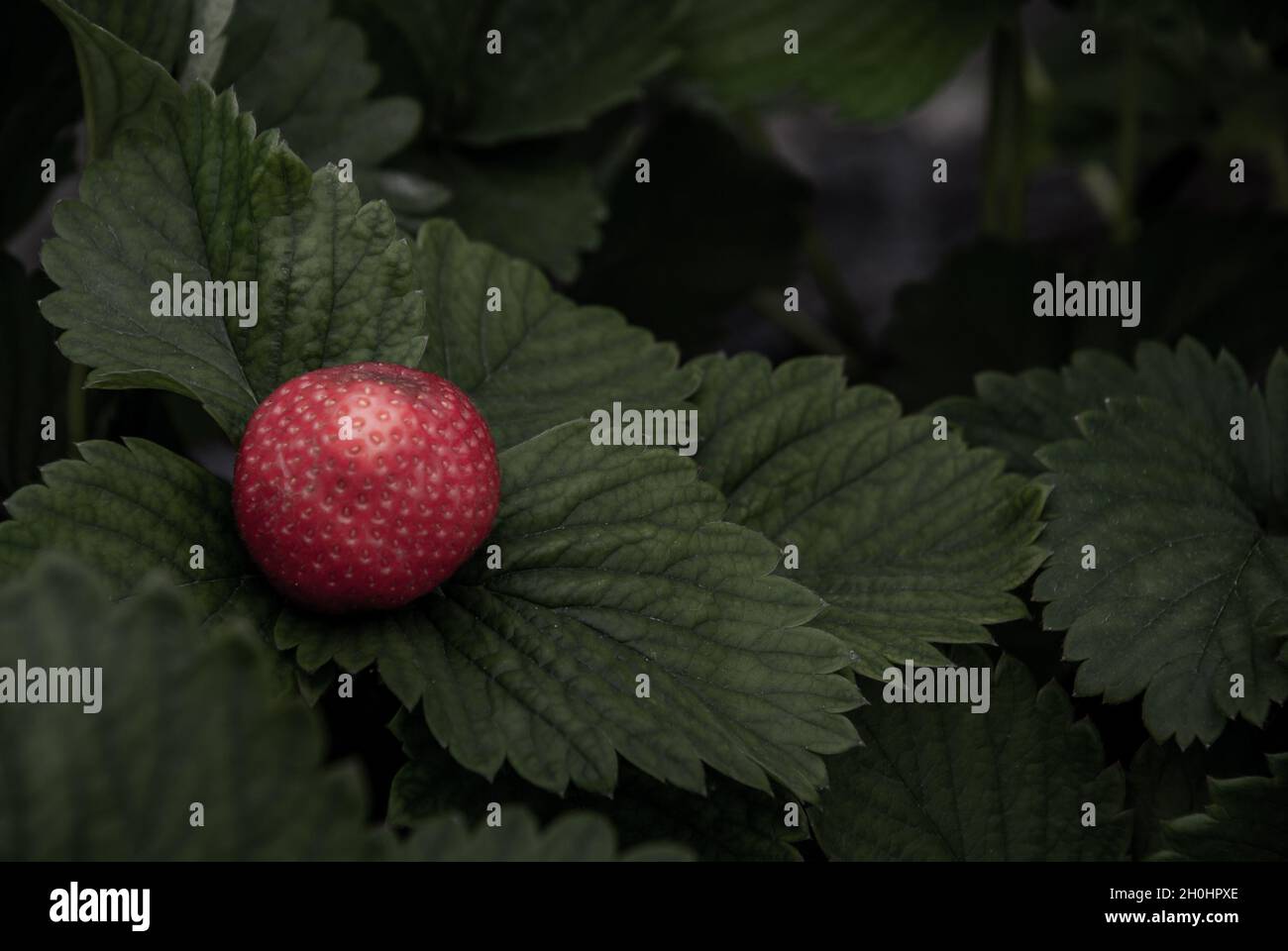 Bush of fresh red strawberry, Strawberry fruits in growth at garden ...