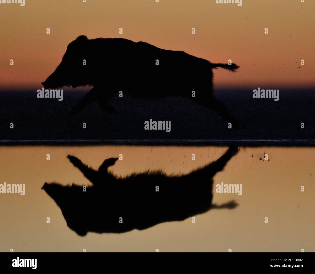 Wild boar running in sunset at beach with reflection in the water Stock ...