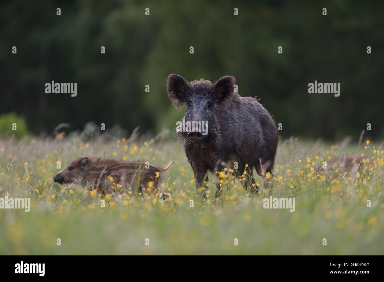 Wild boar sow with piglets. Wild boar family Stock Photo - Alamy
