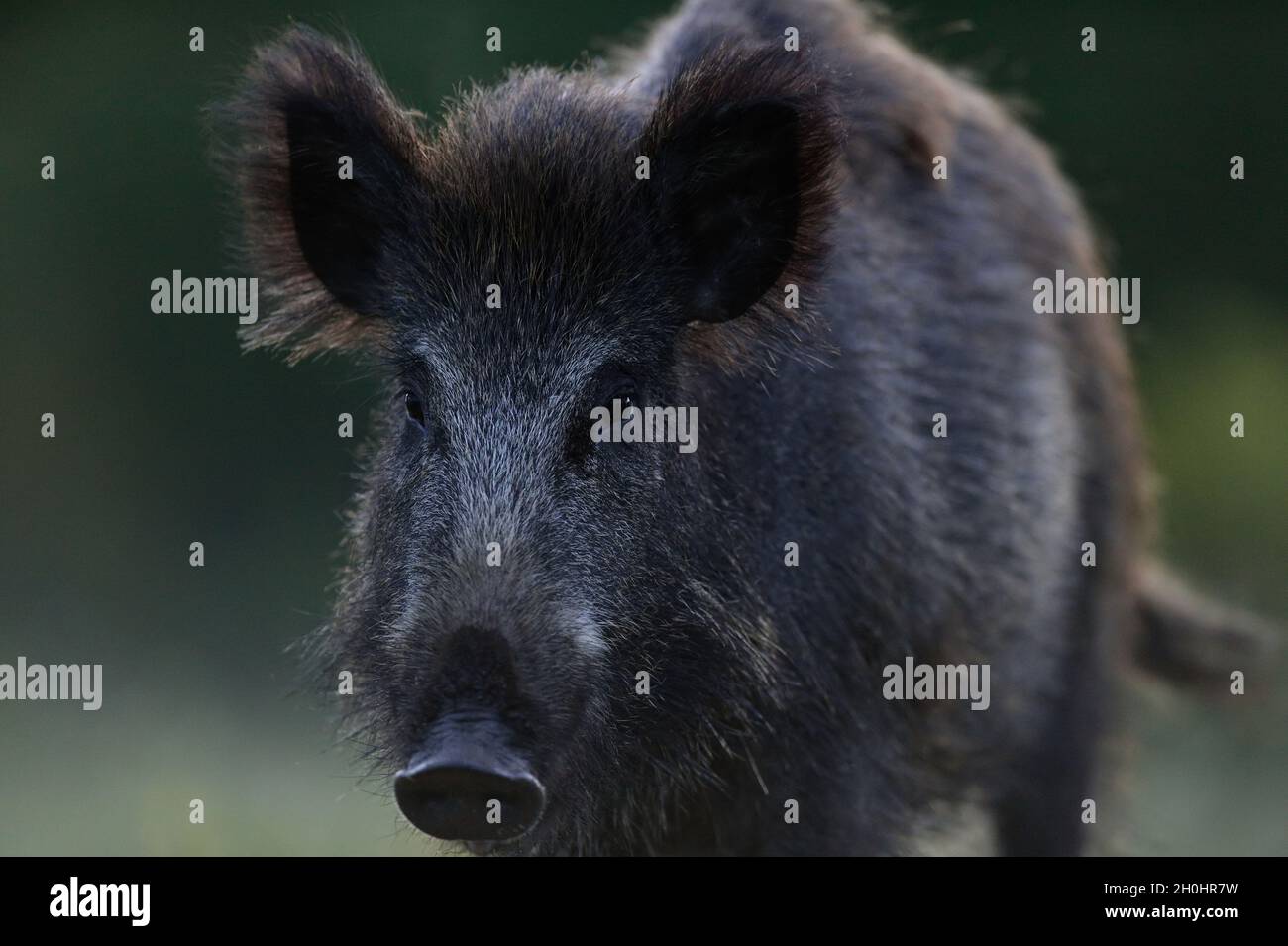 wild boar portrait Stock Photo - Alamy