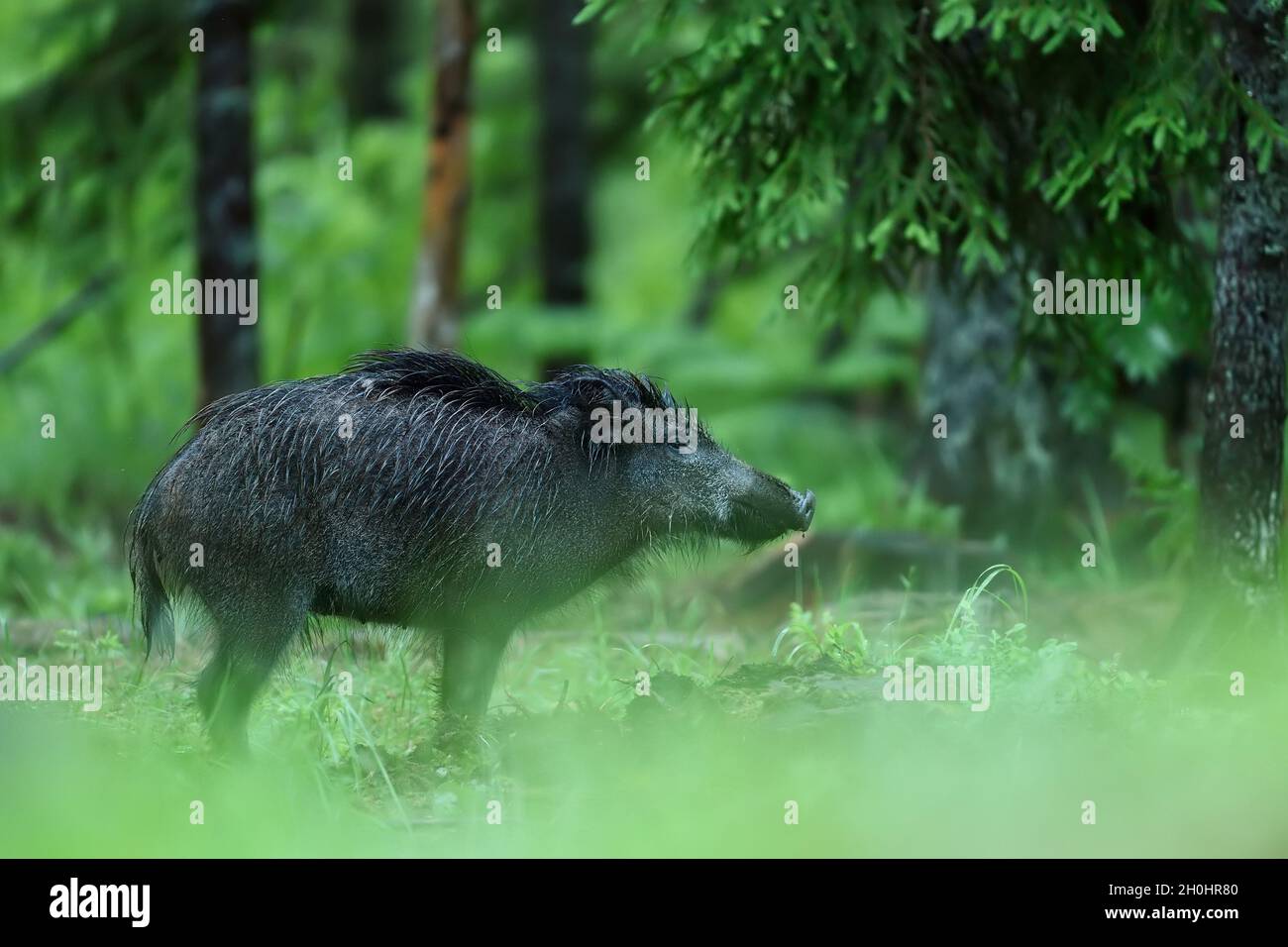 Wild boar in forest hi-res stock photography and images - Alamy