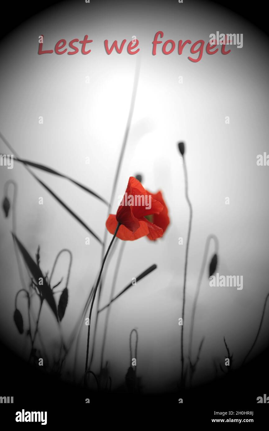 lest we forget on an image of a red poppy in a field, remembrance day ...