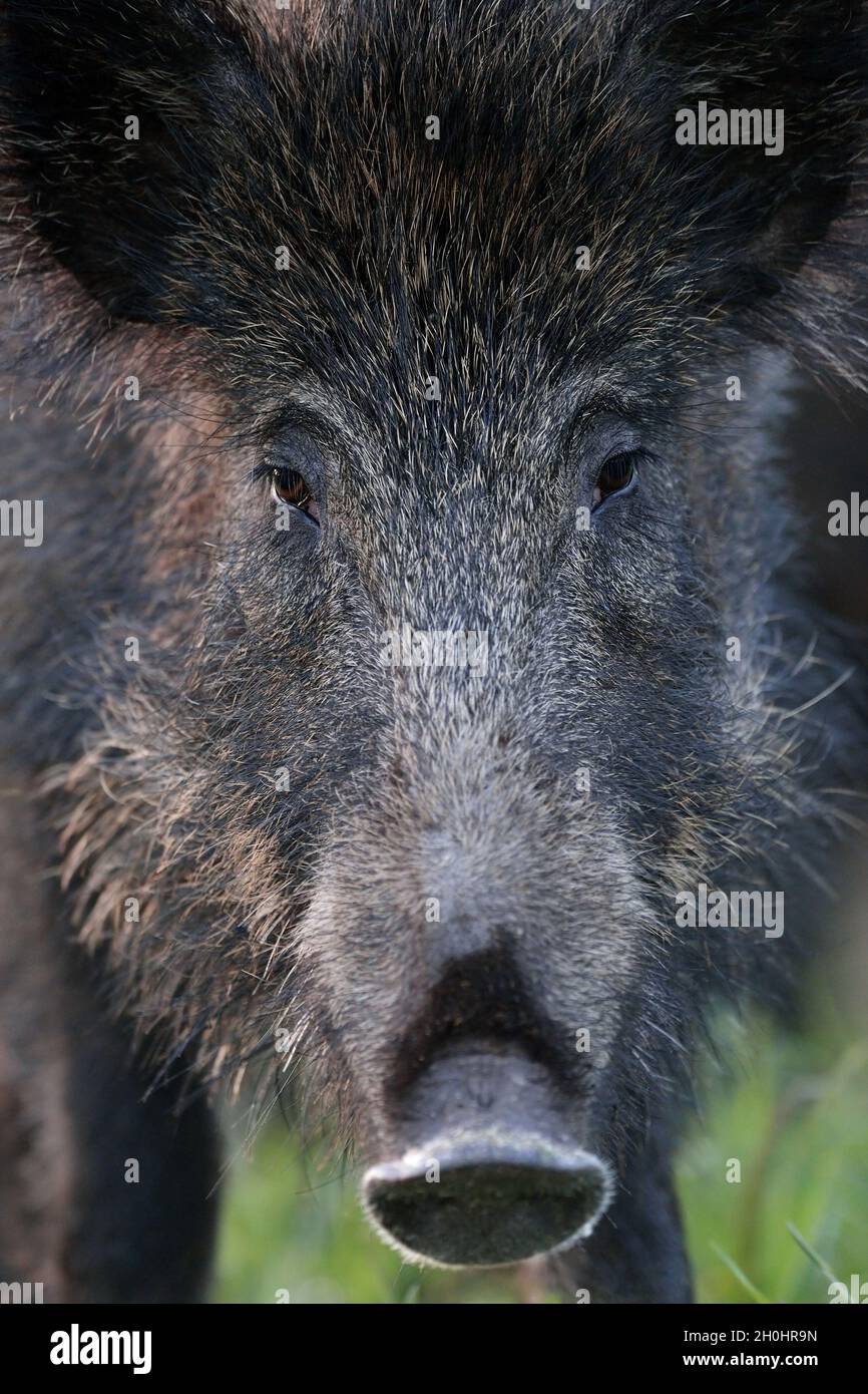 Wild boar portrait Stock Photo - Alamy