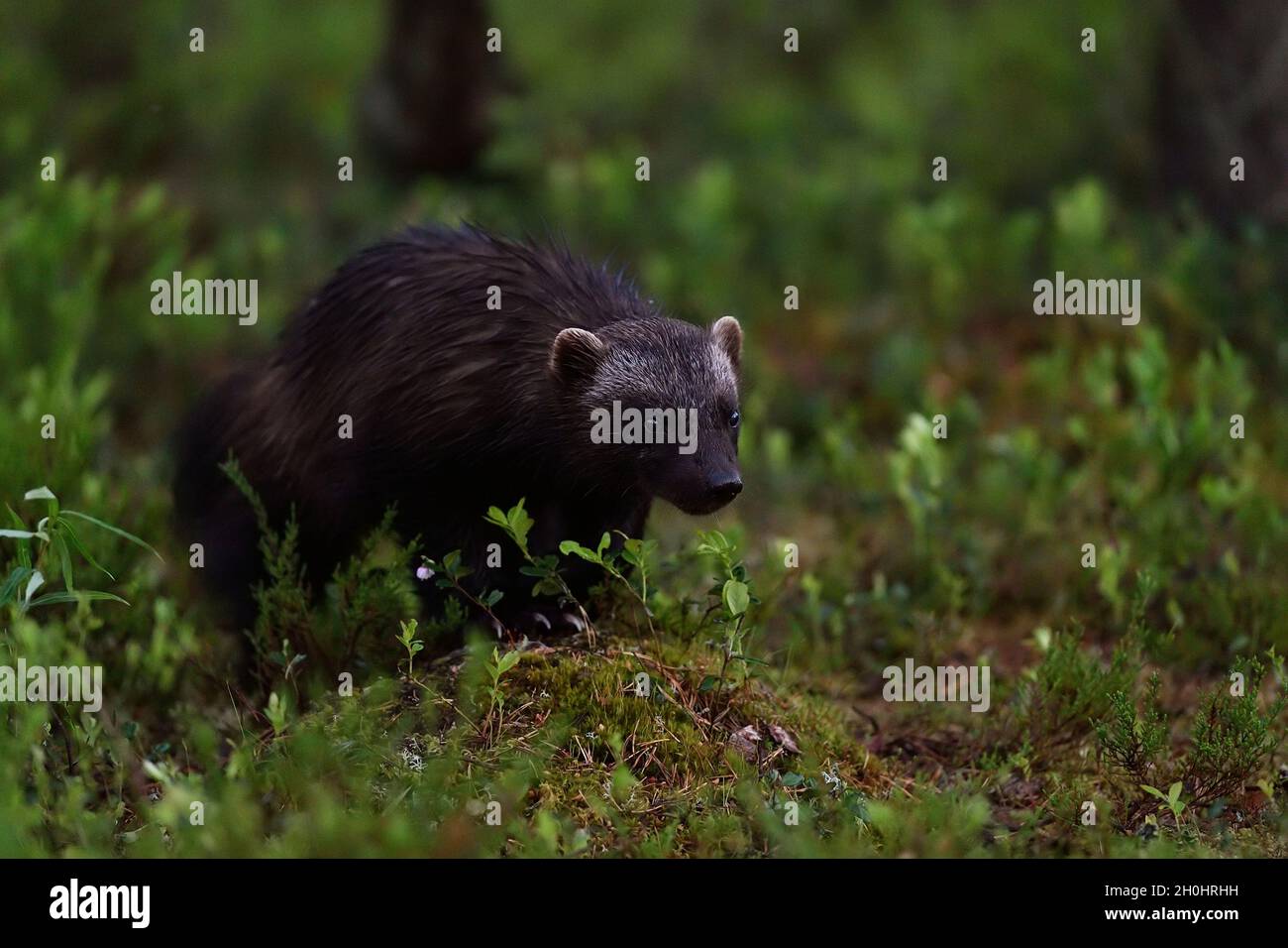 wolverine portrait in forest at summer night Stock Photo - Alamy