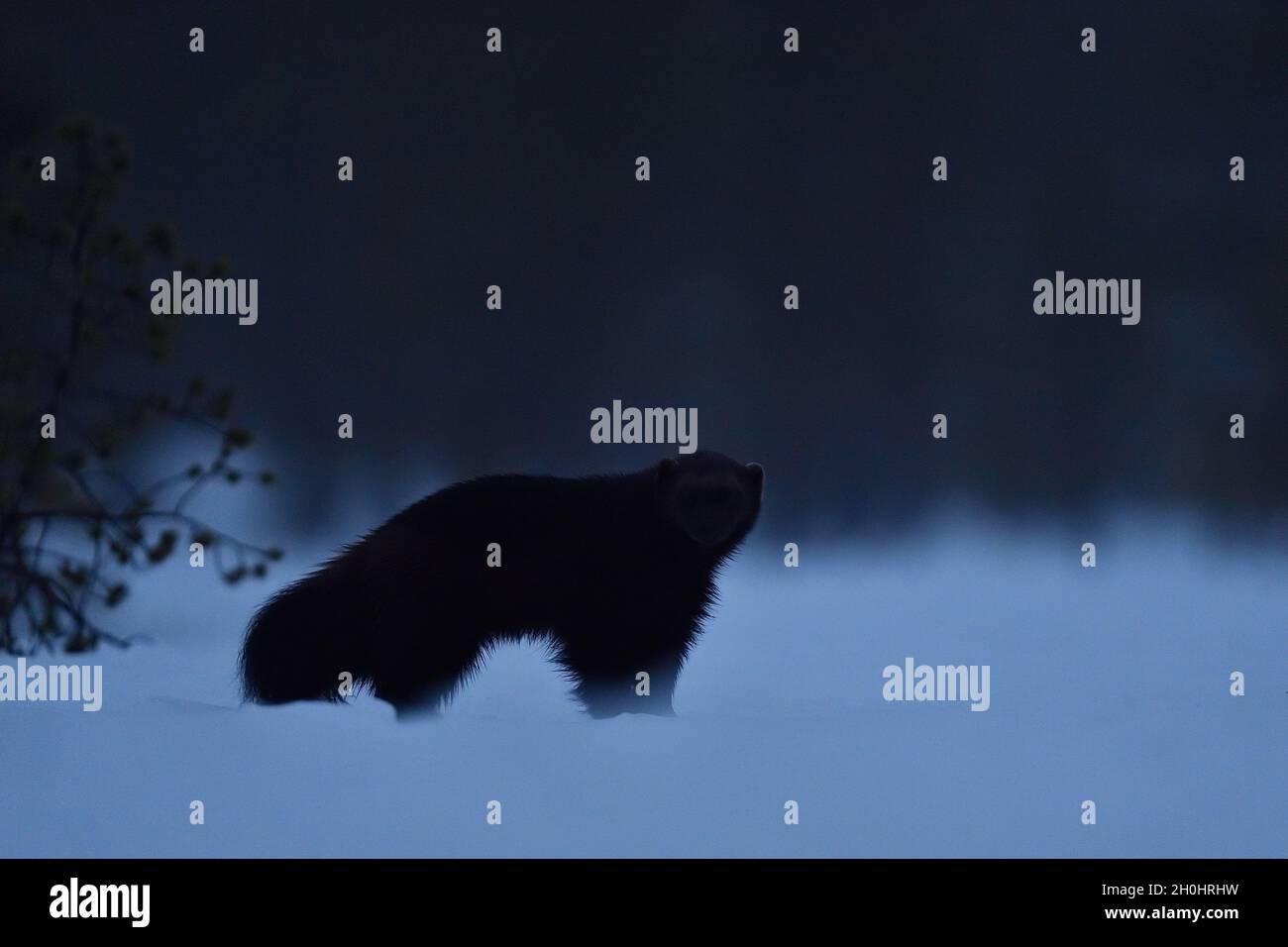 Wolverine on snow at night Stock Photo - Alamy