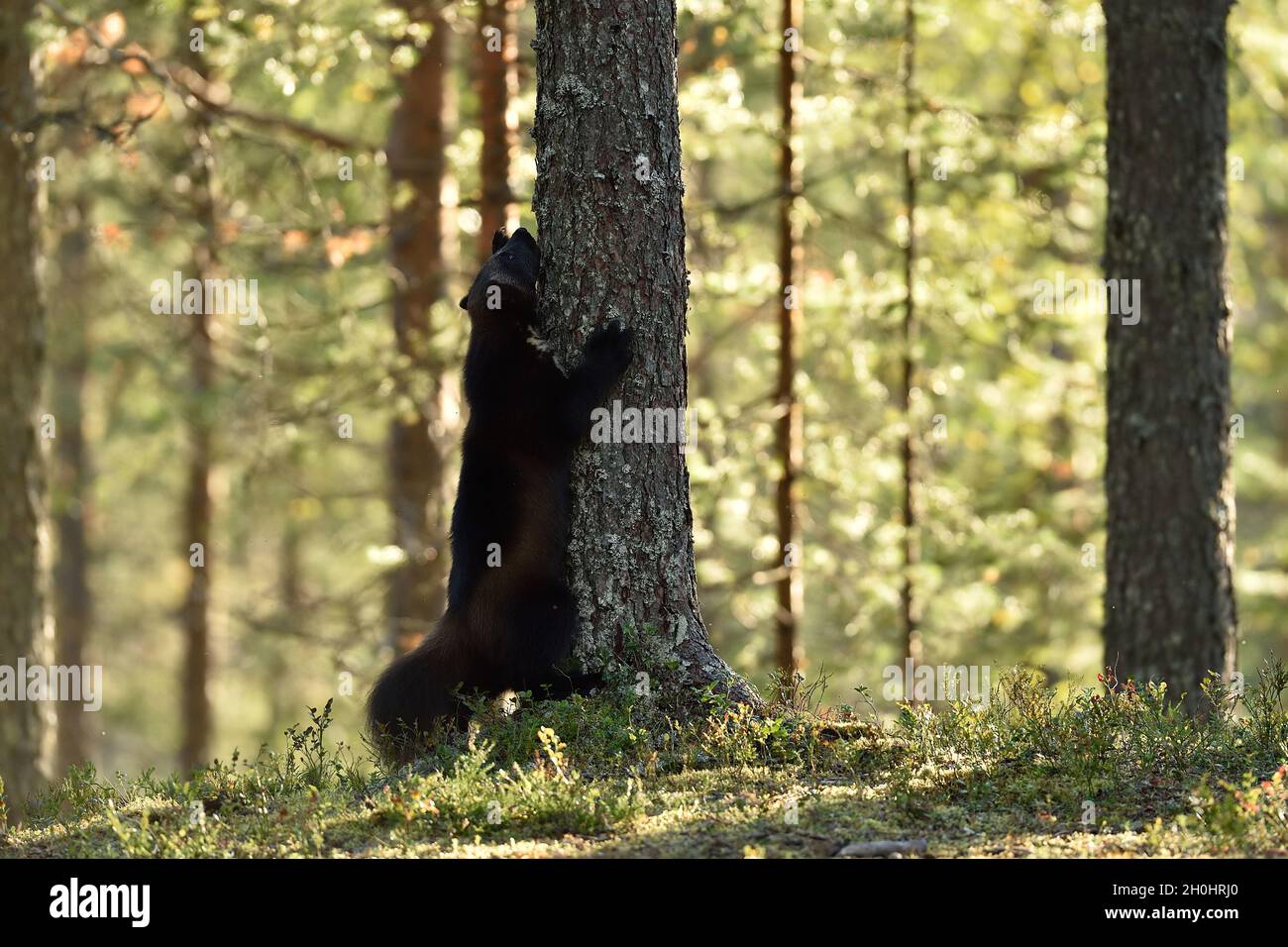 Wolverine in a forest starting to climb on a tree Stock Photo - Alamy