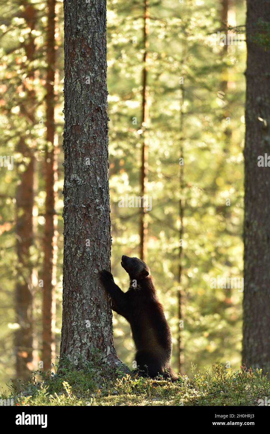 Wolverine standing in forest at summer Stock Photo - Alamy