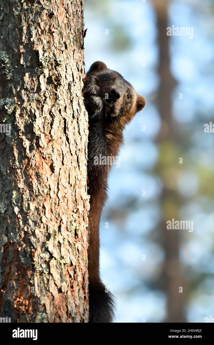 Wolverine close up. Wolverine on a tree closeup Stock Photo - Alamy