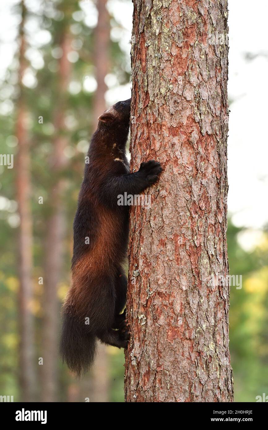 Wolverine climbing up on a tree Stock Photo - Alamy