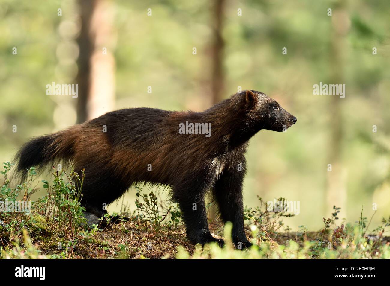 wolverine (gulo gulo) in forest Stock Photo - Alamy