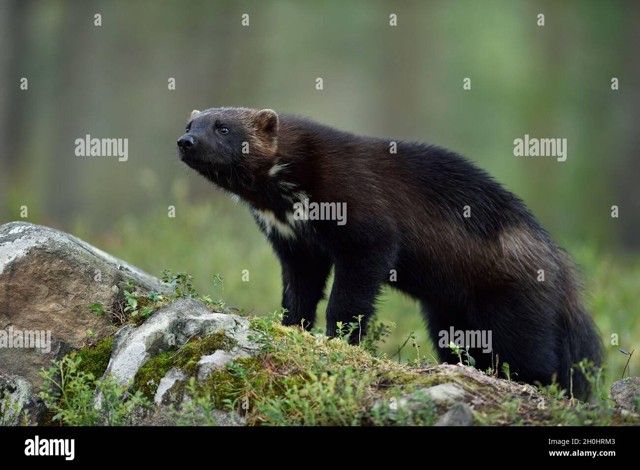 Wolverine gulo gulo in the forest of the finnish taiga hi-res stock ...