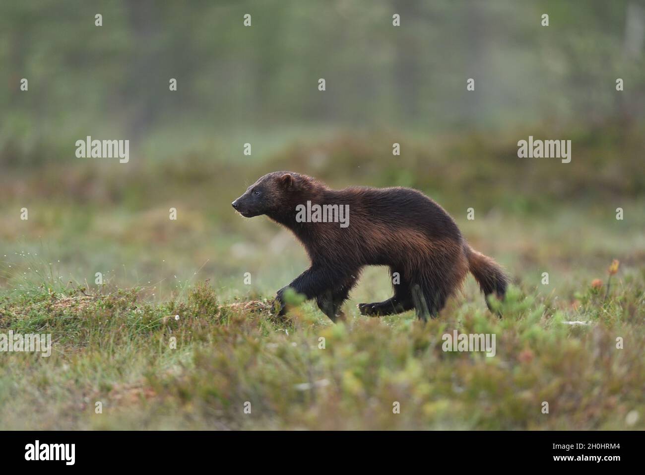 Wolverine on the run. Wolverine running early in the morning Stock ...
