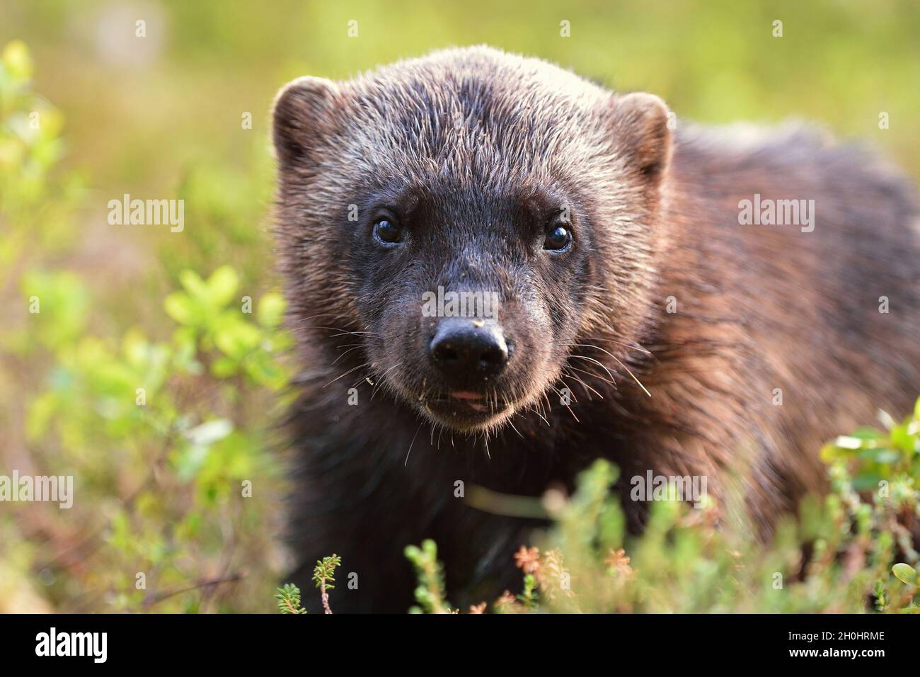 Wolverine (Gulo gulo) portrait. Wolverine closeup. Wolverine face Stock ...