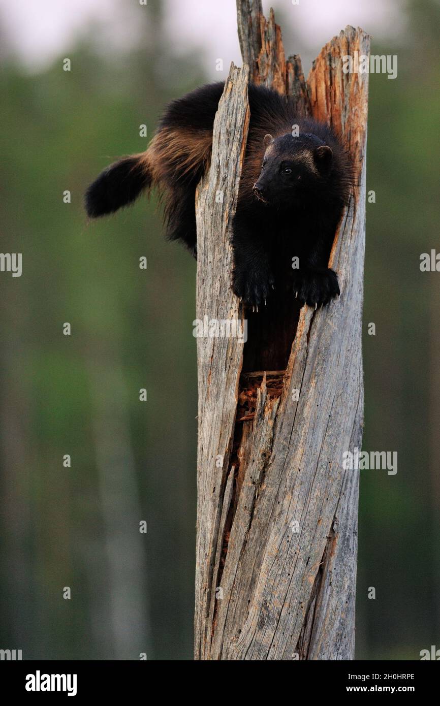 Wolverine on tree hi-res stock photography and images - Alamy