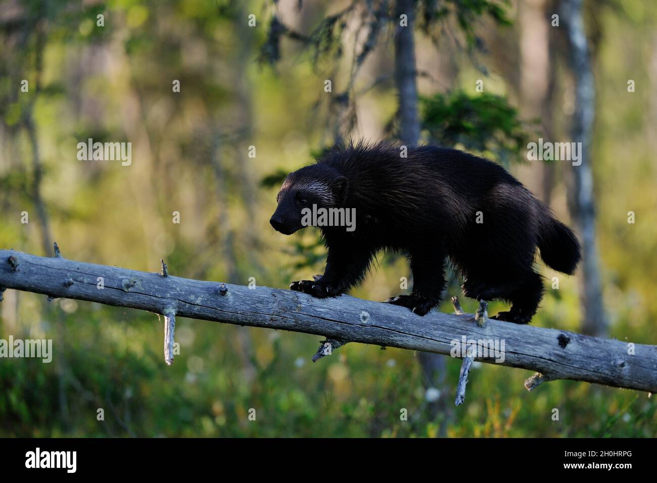 Wolverine walking on fallen tree Stock Photo - Alamy