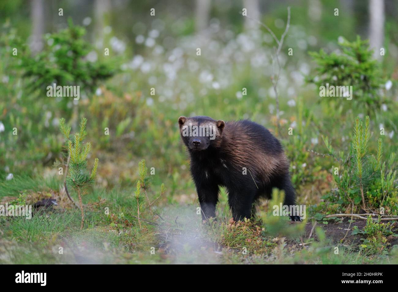 Wolverine walking hi-res stock photography and images - Alamy
