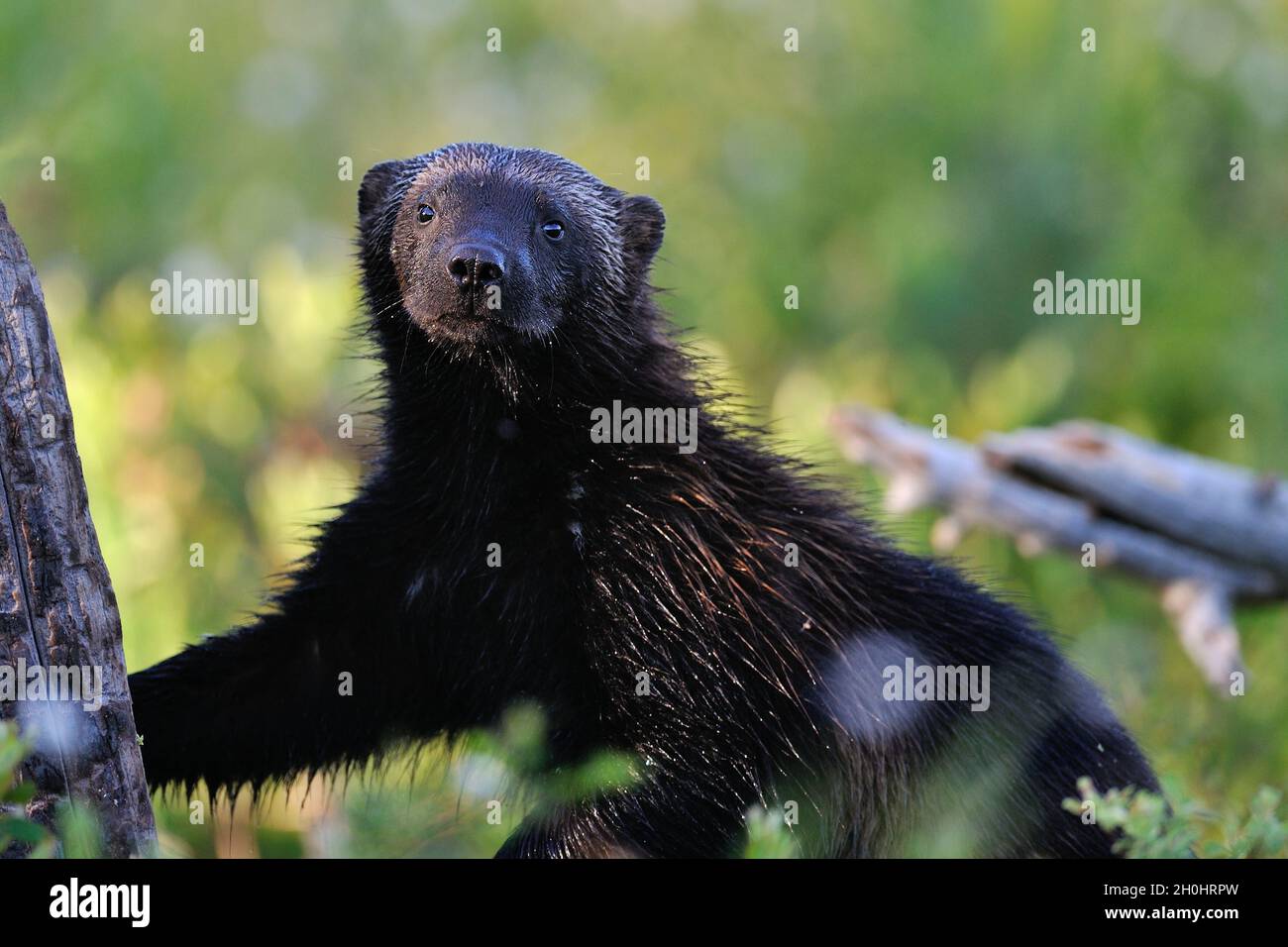 Wolverine (gulo gulo) portrait Stock Photo - Alamy